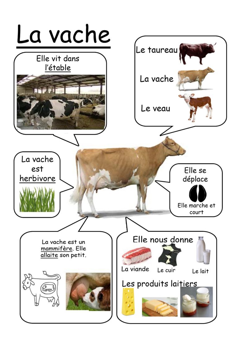 La vache - Site de l'école Saint Joseph de Courbeveille